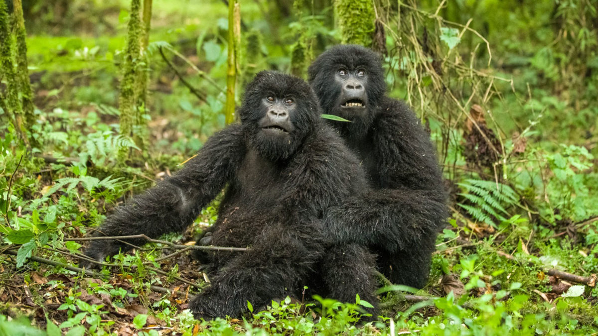 Gorilla Photo Safaris In DR Congo | Gorilla Photography & Conservation
